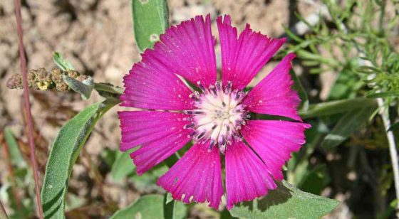 Yalnızca Türkiye'de Yetişen 7 Bitki hangileridir - harbiyiyorum